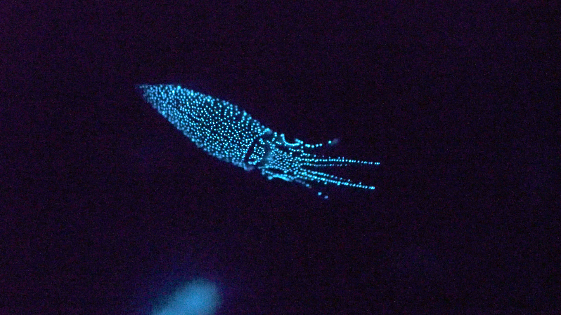 Bioluminescent Firefly Squid