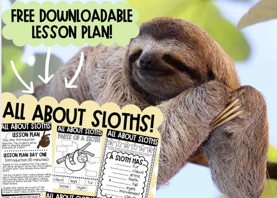 Slow and Steady Sloths: A 5-Day Unit Plan for Kids