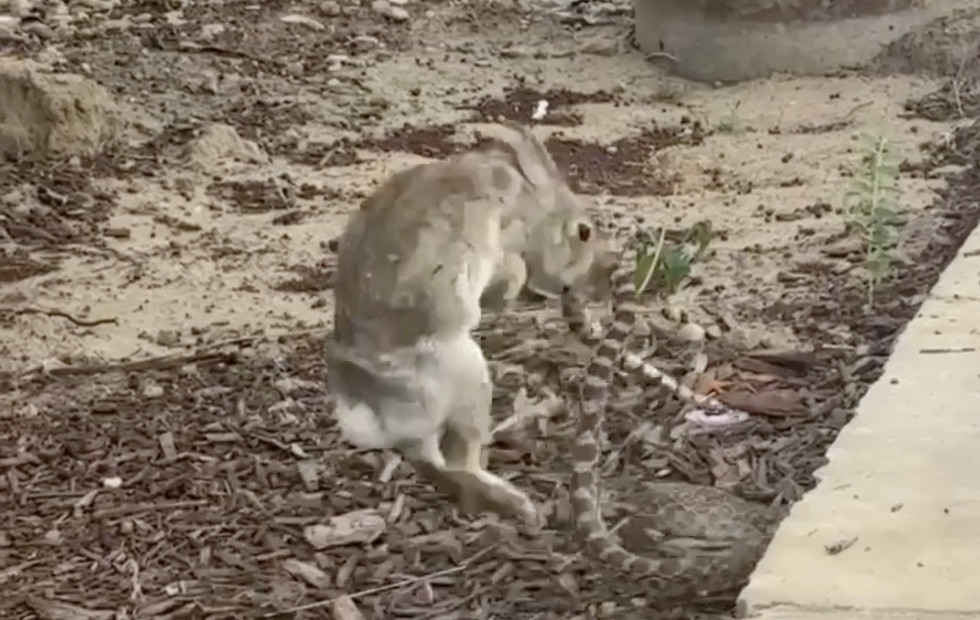Watch Brave Mama Rabbit Fight a Bull Snake