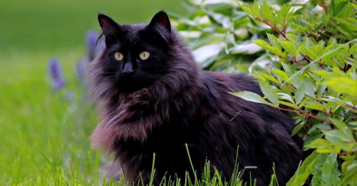Rare and Exotic: The Most Unique Cat Breeds in the World