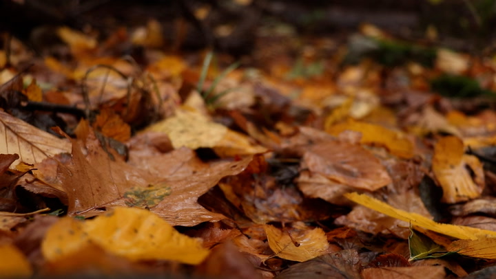 AccuWeather's 2022 fall forecast