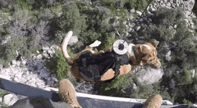 Dramatic air rescue footage shows dog dangling above Arizona desert