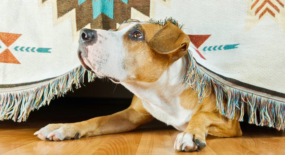 8 Subtle Signs Your Dog is Anxious And What to Do About It