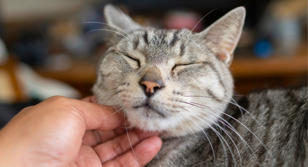 11 Subtle Things Cats Do When They Need You