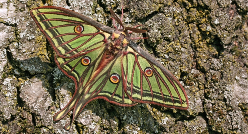 The 15 Most Gorgeous Moths in the World