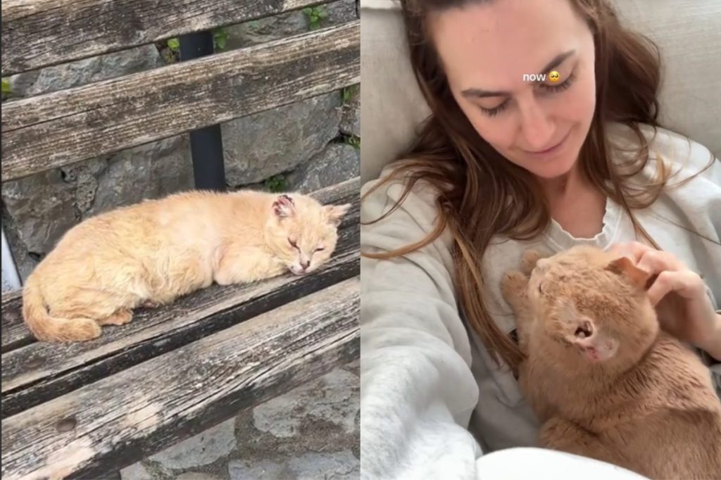 Wounded Rescue Cat Heals & Thrives in Viral TikTok Video