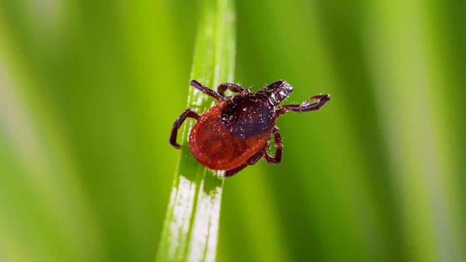 There are ‘more ticks in more places’ — here’s how to avoid these ...