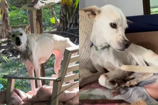 Fragile Dog With Multiple Health Issues Gets Miraculous Transformation