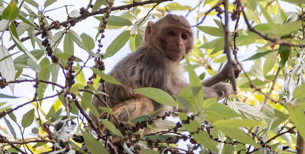 Escaped Lab Monkeys Are Staying Close To Facility, 'Cooing' At 7 Left ...