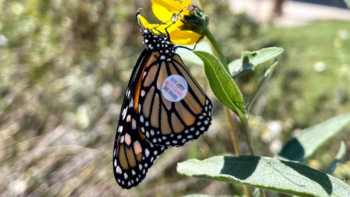 Want a healthier Kansas environment? Make it more welcoming to monarch ...