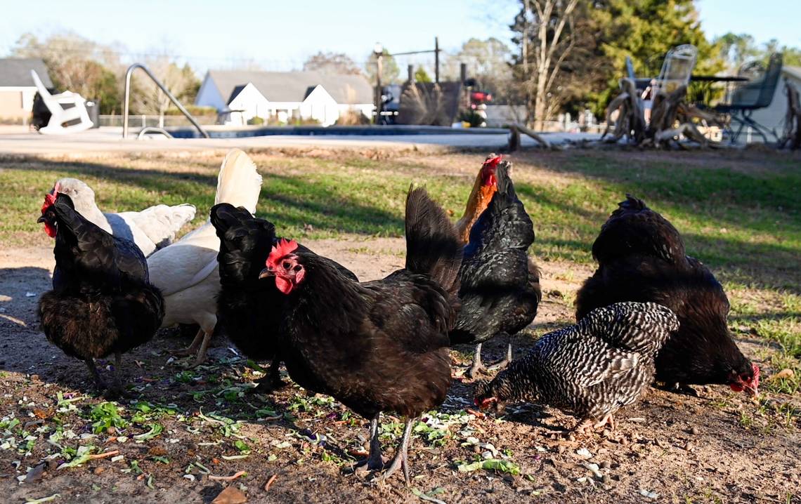 Egg prices are rising, but the ‘Poultry Princess’ can help. A look at ...