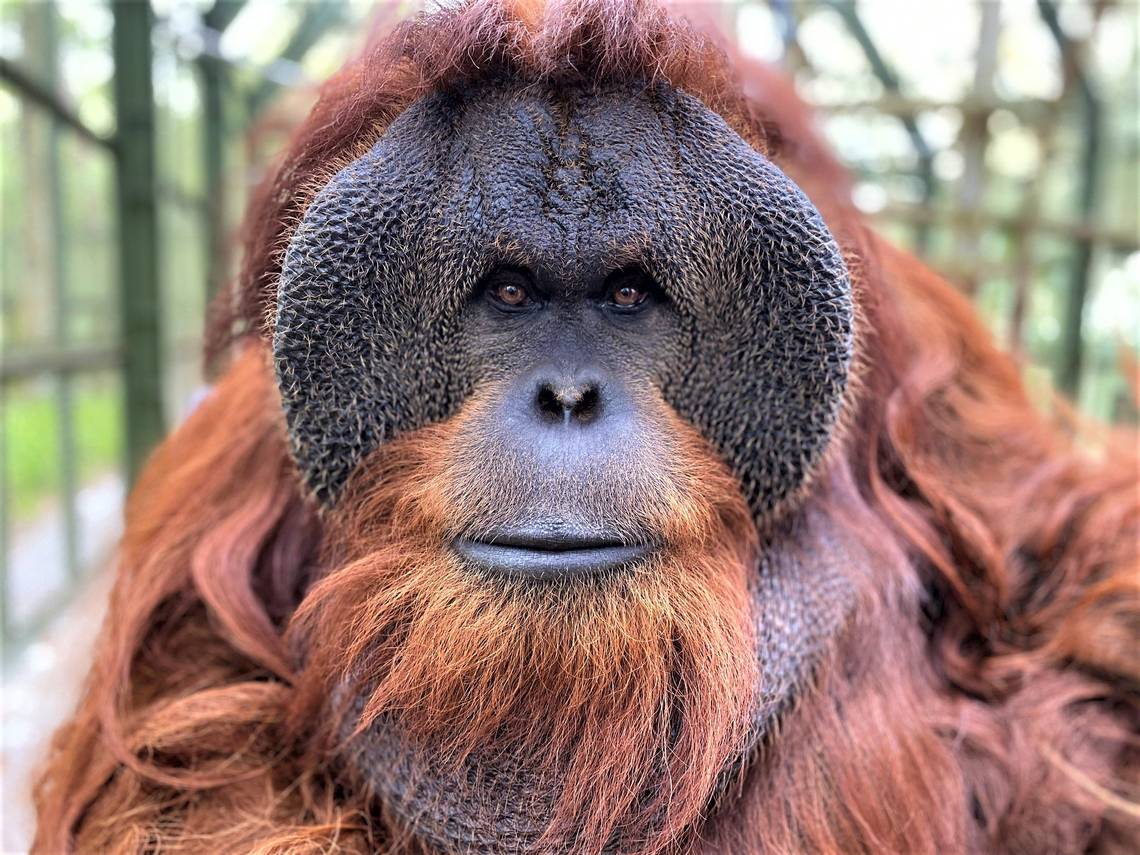 Ape sanctuary where Michael Jackson’s chimpanzee lives damaged during ...