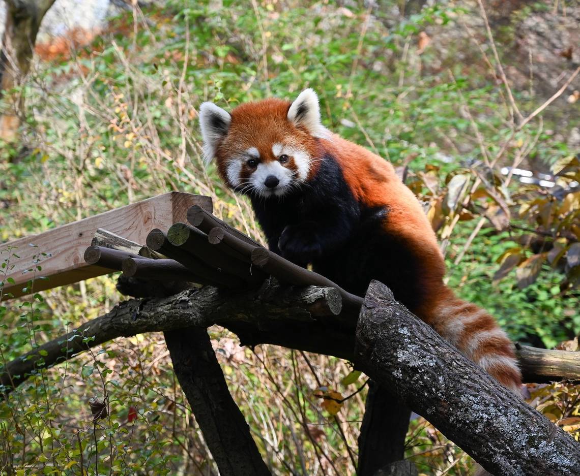 Endangered red panda dies, leaving mate alone at zoo — until now. See ...