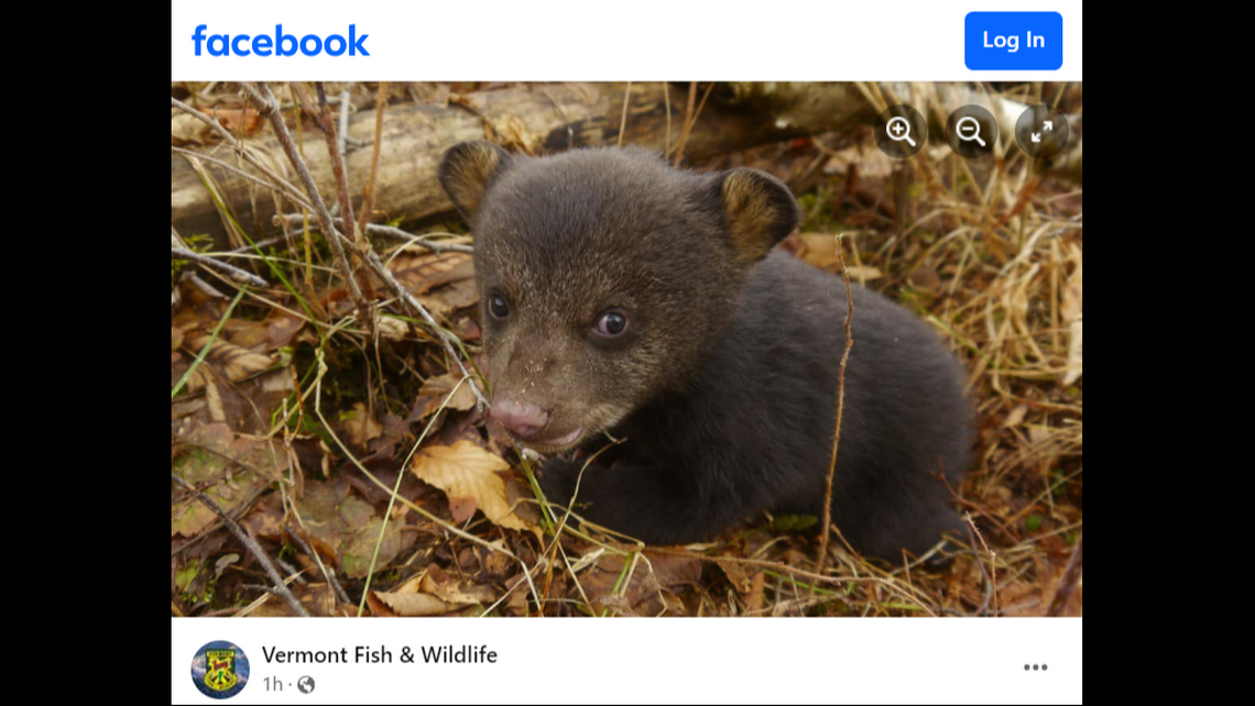 Hiker hears cries in Vermont woods — and finds adorable bear cub with ...