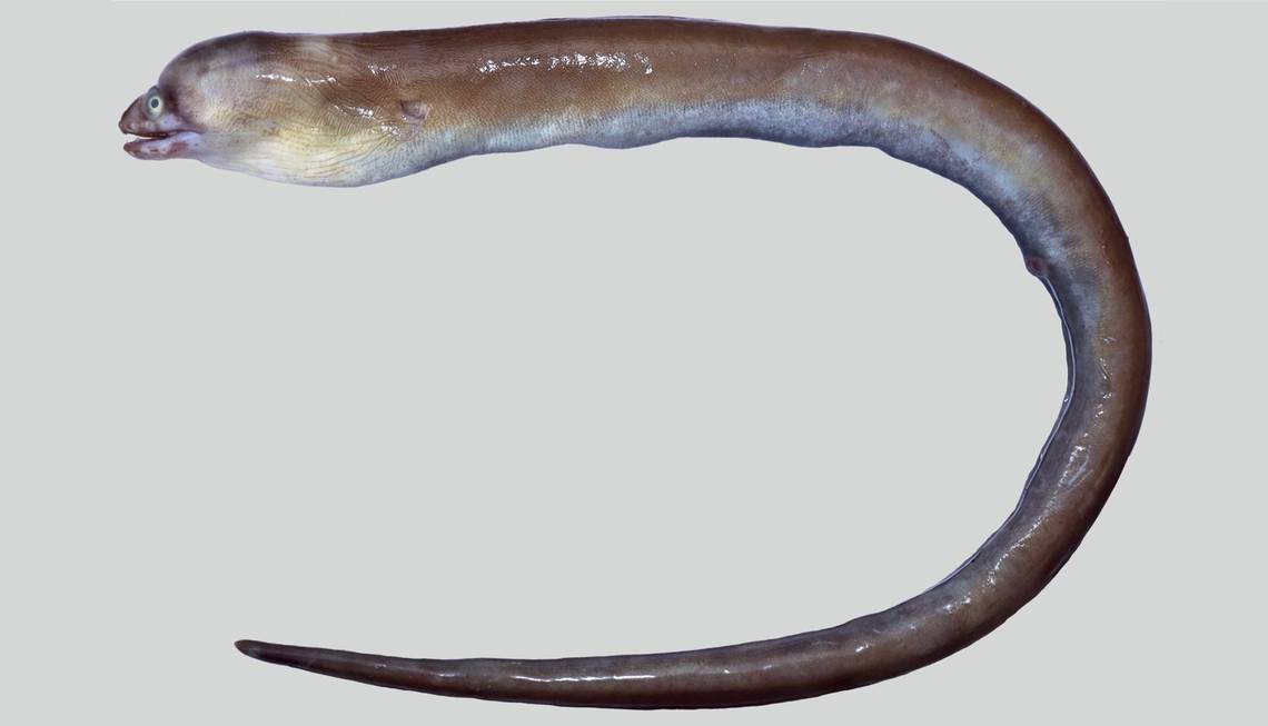 Two-jawed creature in fishing net turns out to be a new species in ...