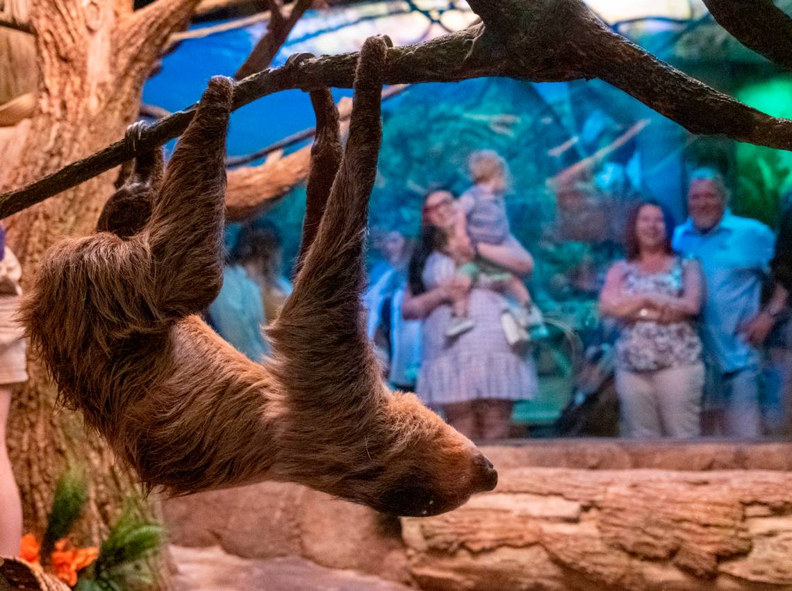 Say hello to Rico and Cleo. They are newest animals at Ripley’s ...