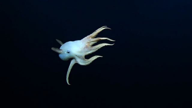 Rare video captures dumbo octopus using ears to travel the deep sea