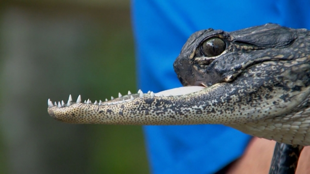 Gator missing upper jaw given new home, name