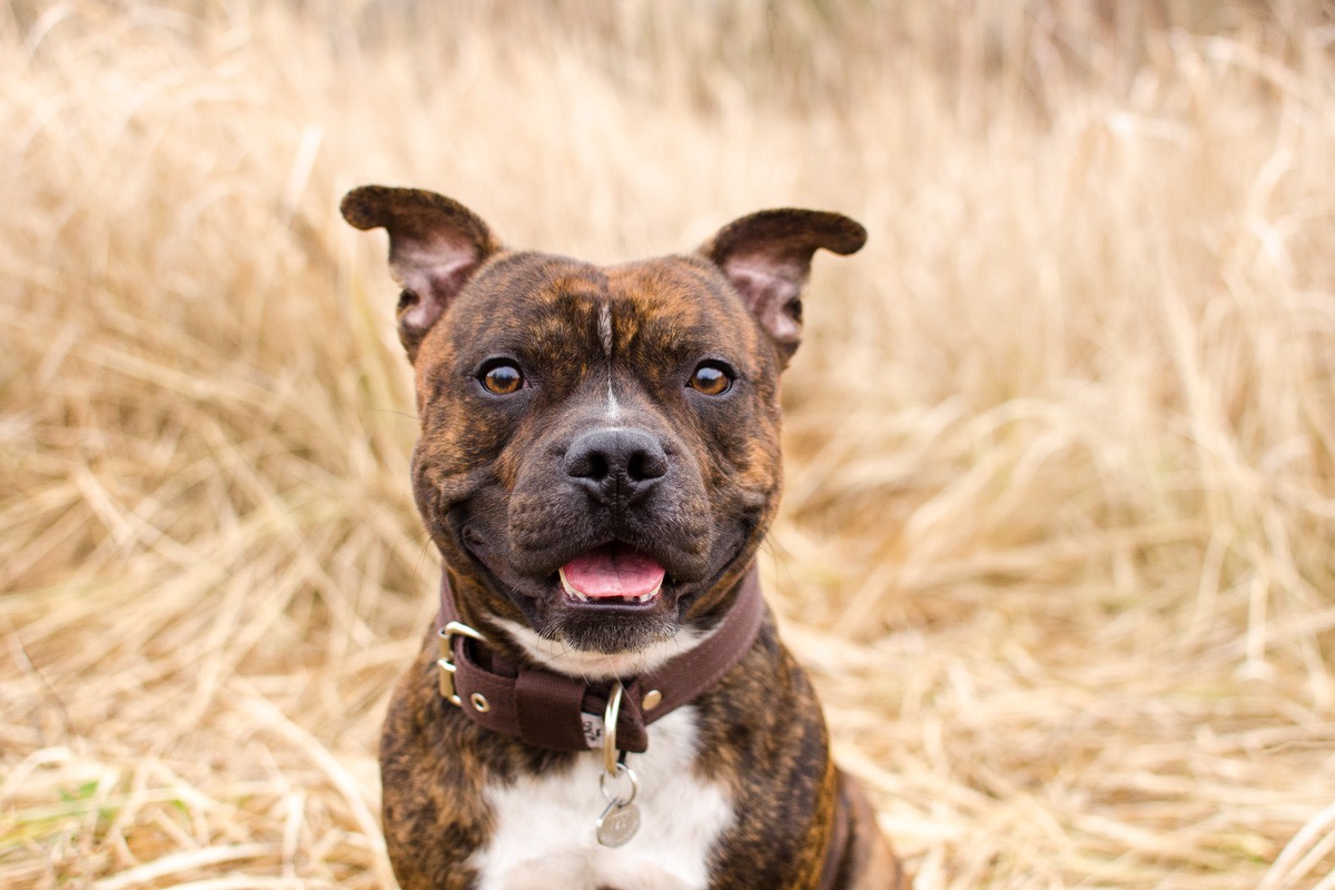 Pet Rat and Pit Bull Besties Are Like Something Out of a Disney Movie