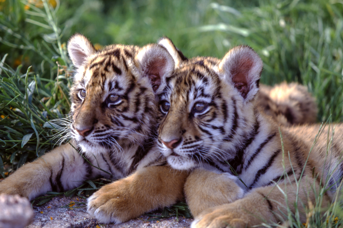 Minnesota Zoo Celebrates the 'Historic' Birth of 2 Endangered Tiger Cubs