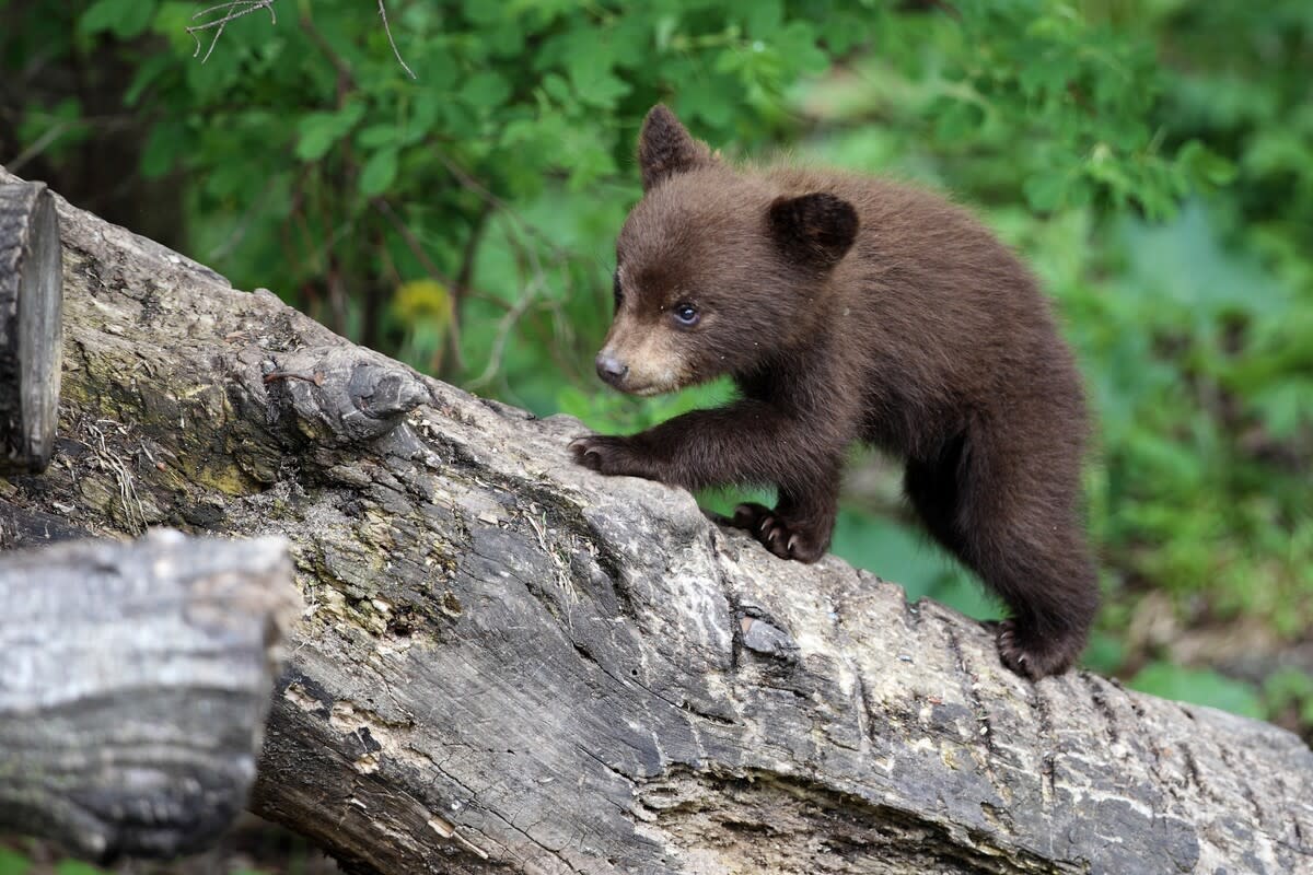 Bear Cub Takes Over Back Yard Swing Just Like a Little Human Kid