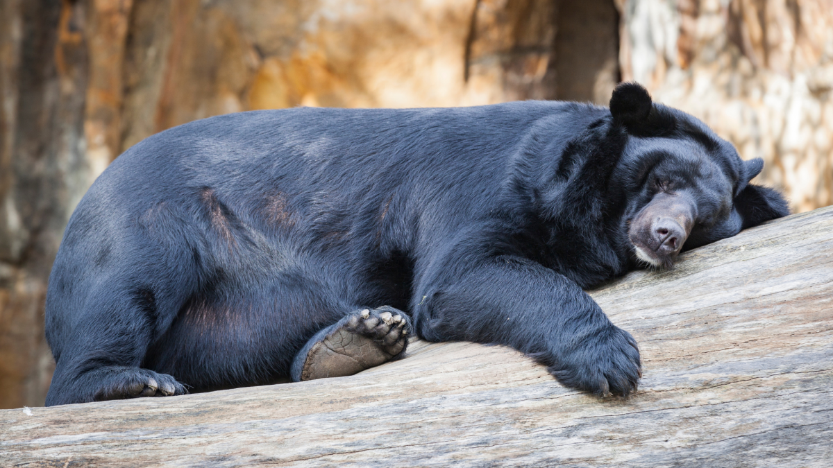 Video of Bear Having a ‘Big Stretch’ During a Nap Feels Like the ...