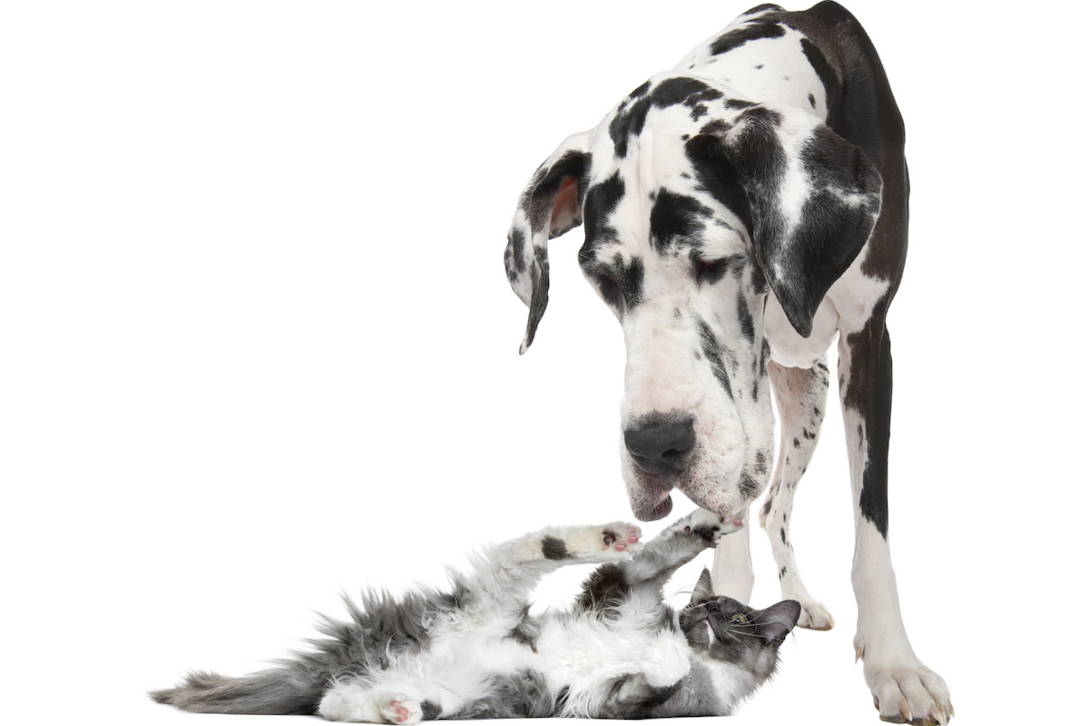Great Dane Chronicles Friendship With New Sibling Kitten & It’s Just ...