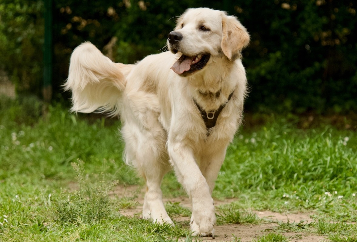 Golden Retriever Can't Stop Smiling While Cuddling with His Human Brother
