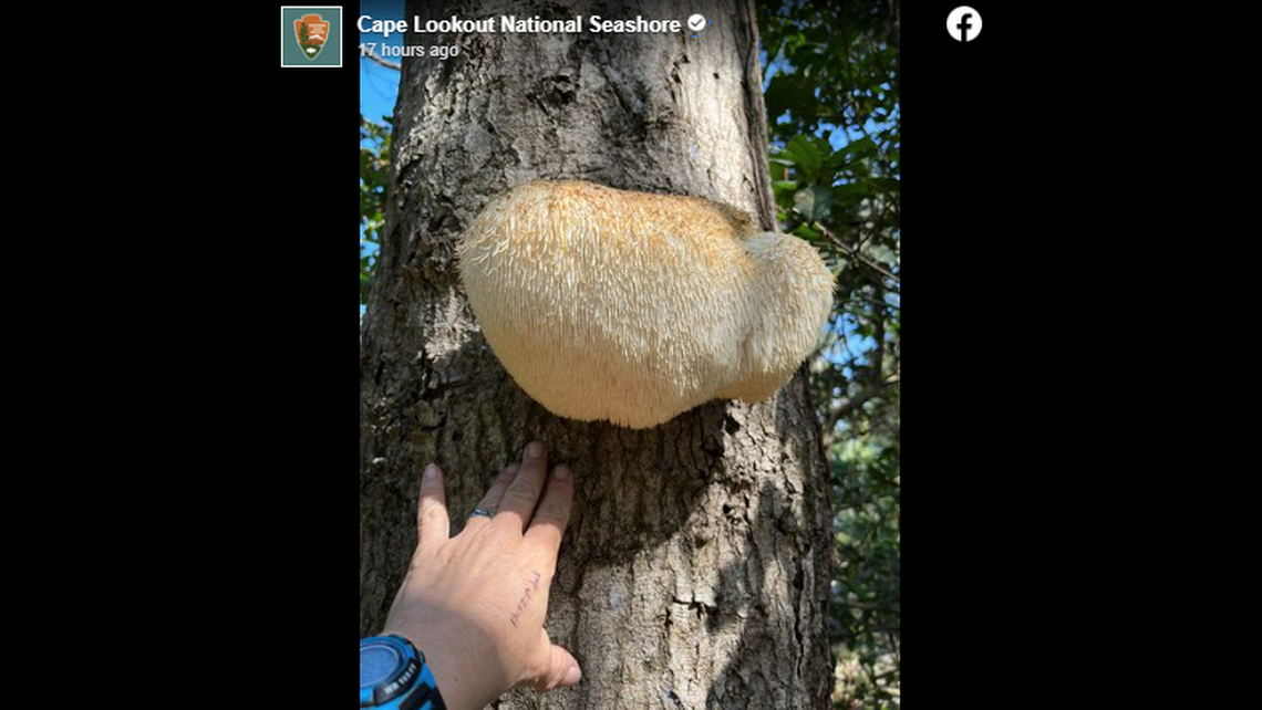 ‘Alien pod’ on Outer Banks tree looks and feels like hair, park says ...