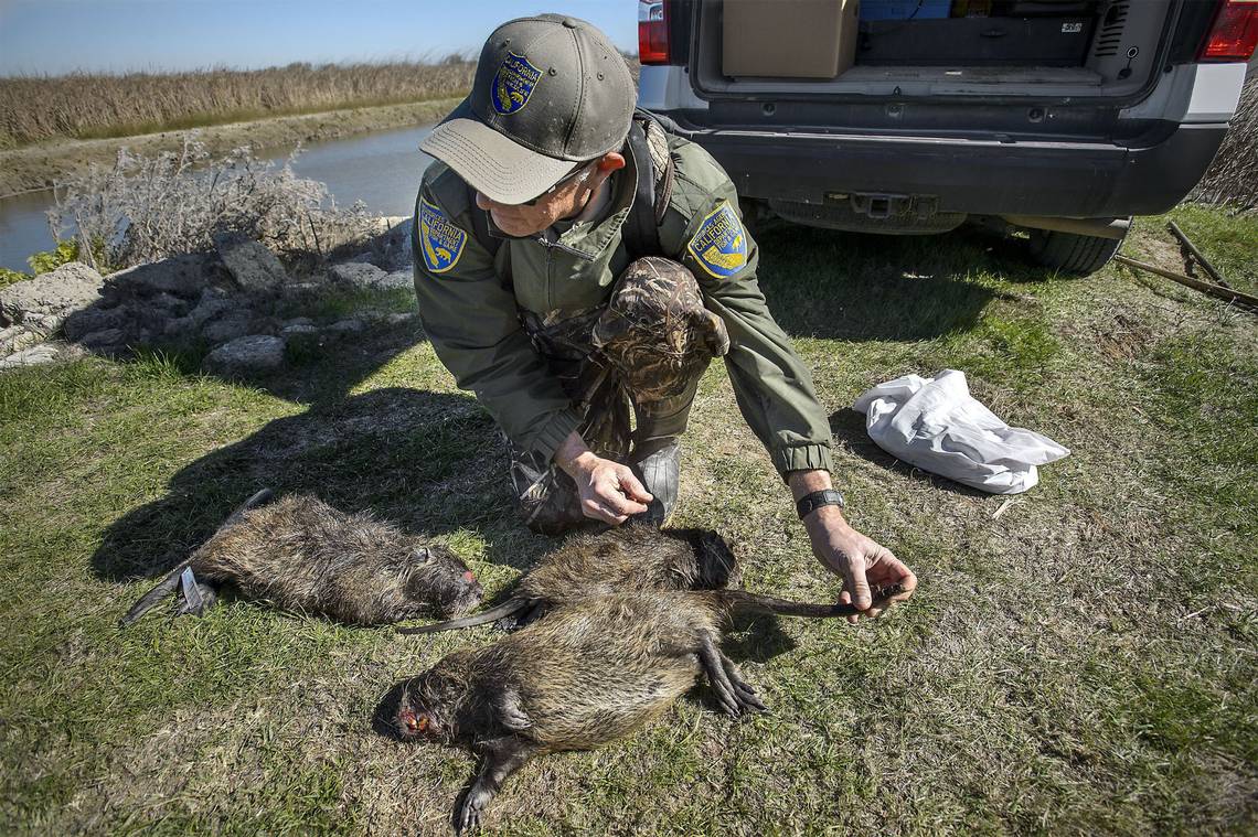 Why murdering overgrown swamp rats is the environmental success ...