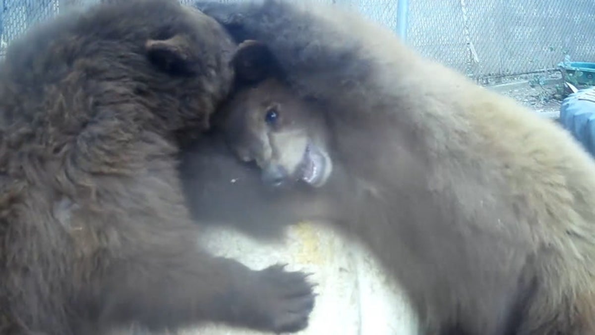 Orphaned bear cubs play with ‘monster’ pumpkin almost twice their size