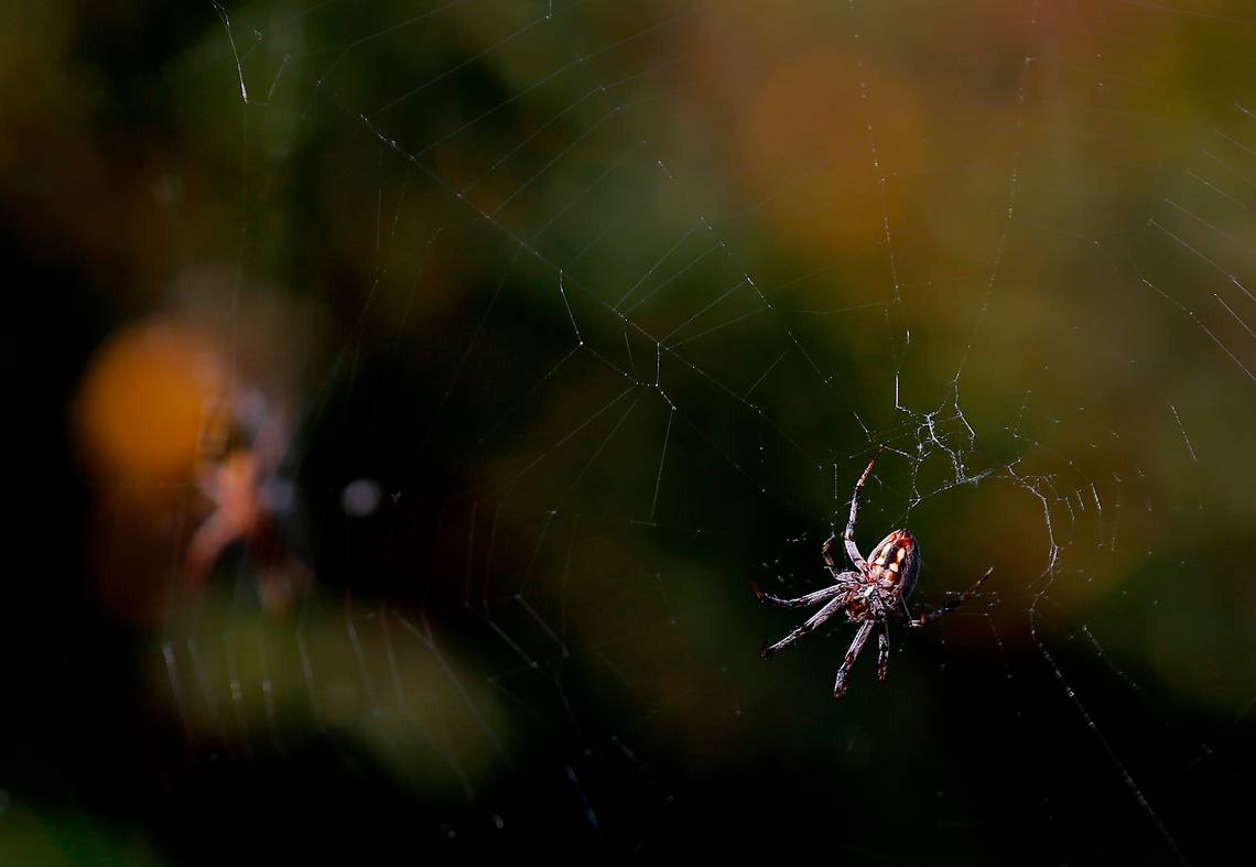 Think you’re seeing more spiders in the Tri-Cities? Here’s why, says WA ...