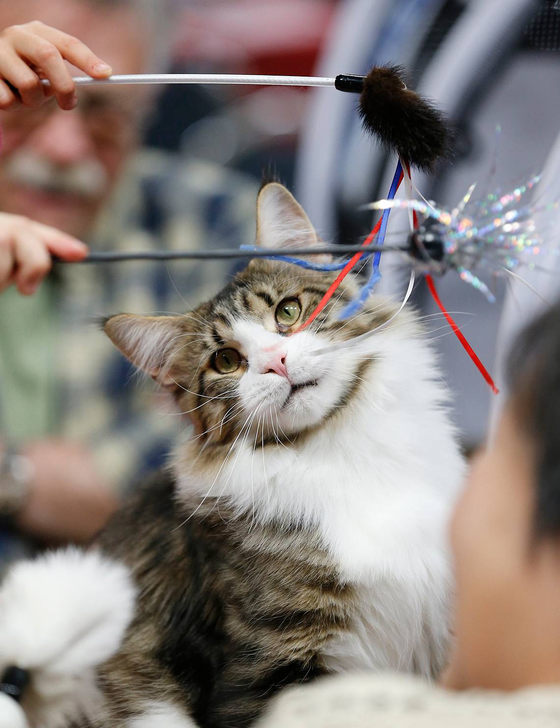 Fancy felines are taking over the Cotillion this weekend