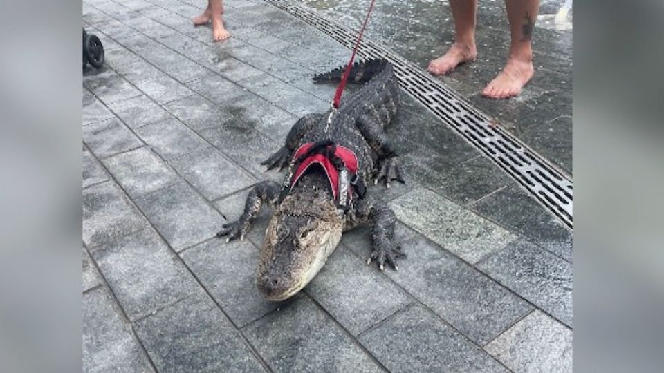 Meet Wally, the emotional support alligator