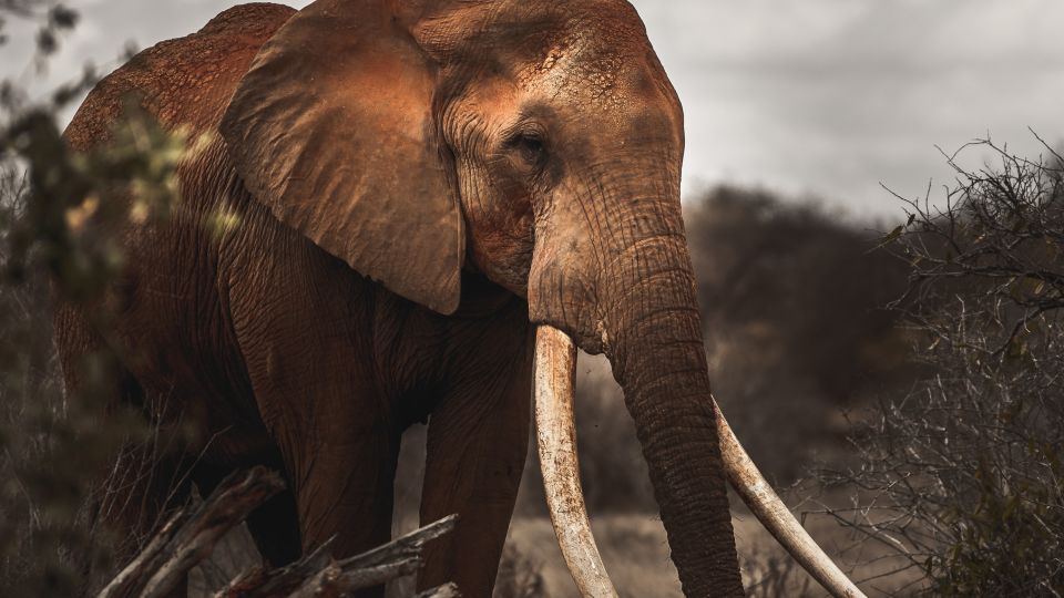 Last of the 'Super Tuskers': Saving Kenya's majestic megafauna