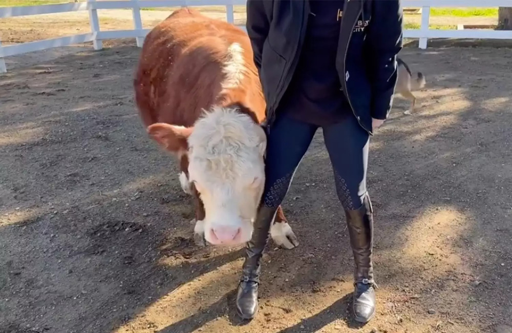 Kaley Cuoco and Tom Pelphrey welcome new addition... a rescue cow