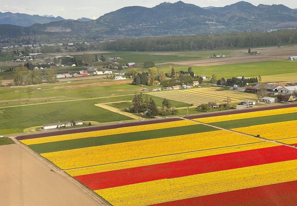 Skagit Valley Tulip Festival guide: Laser shows, vivid fields of ...
