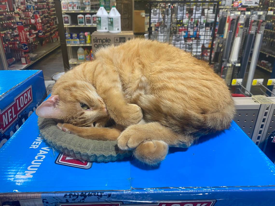 South MS temperatures will dip into the 20s. Free shelters for feral ...