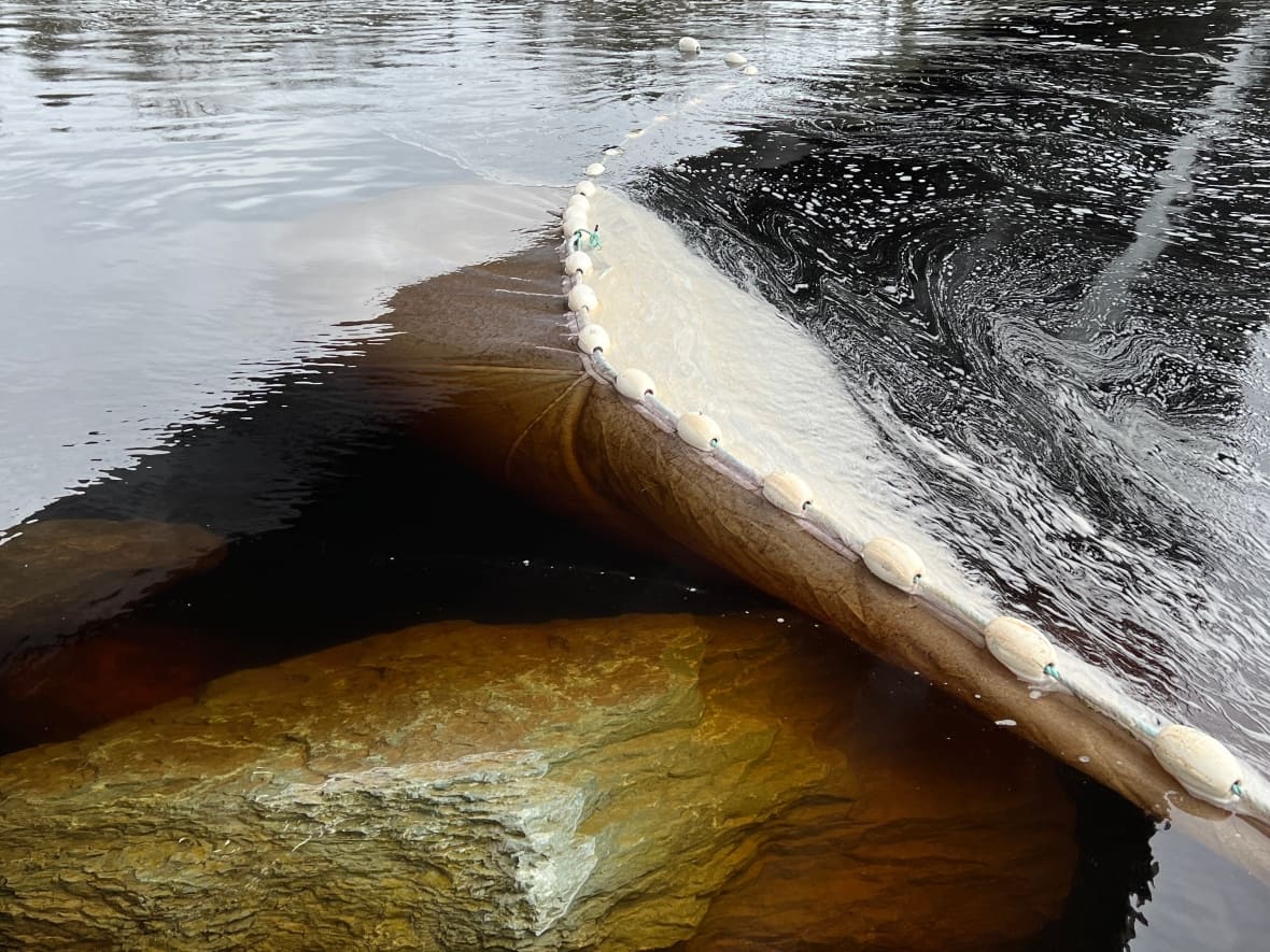 Striking fishery officers stand aside as poaching continues for lucrative baby eels - Yahoo News ...