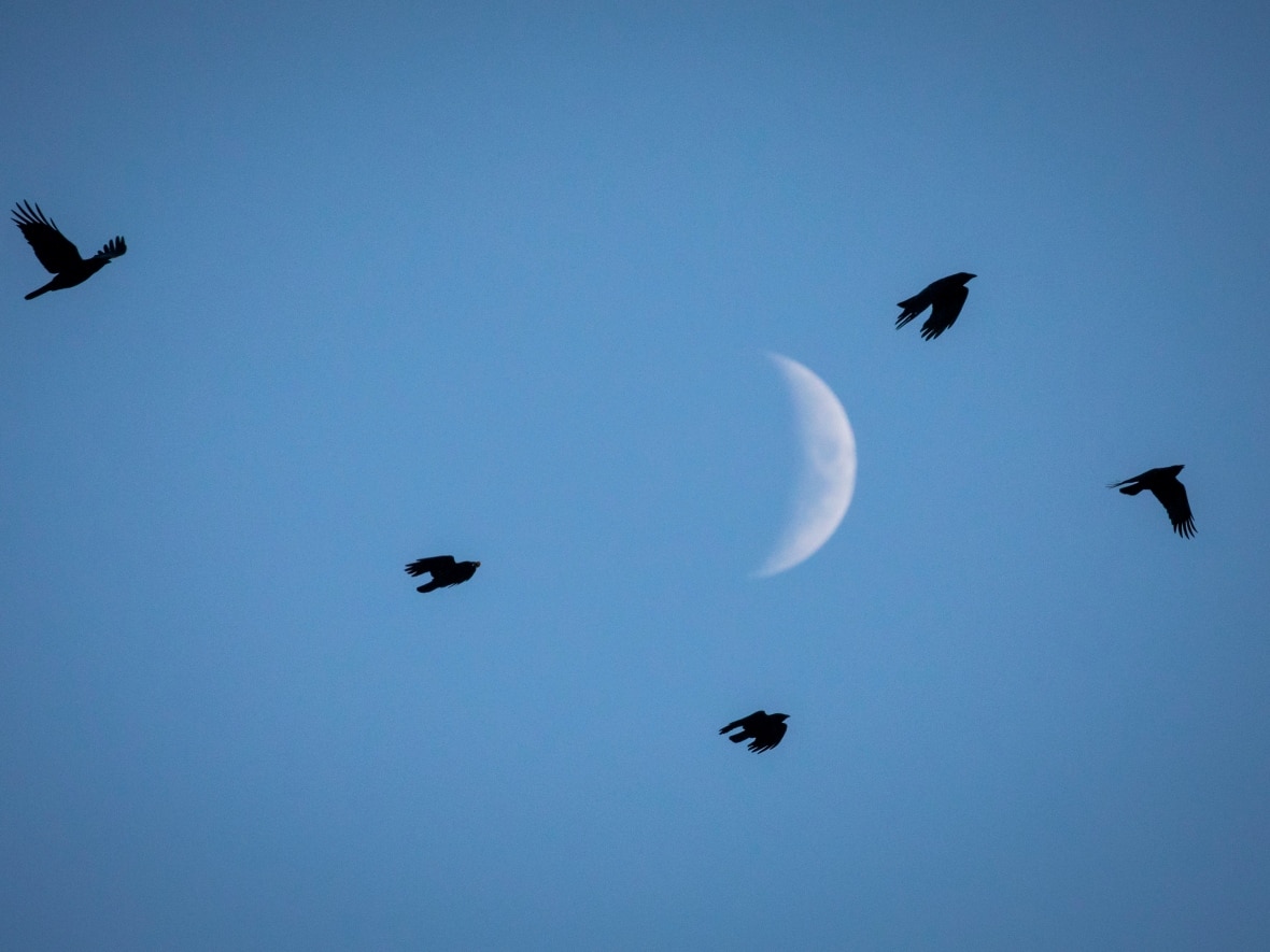 Dozens of dead crows found near Central Valley Greenway in Burnaby