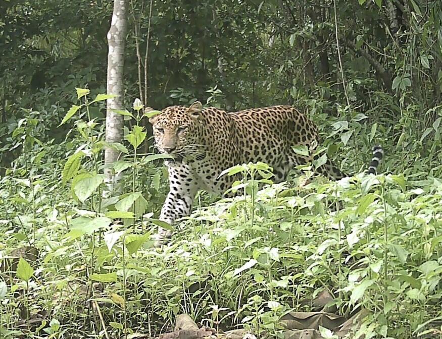 Critically endangered leopard caught on camera in forest