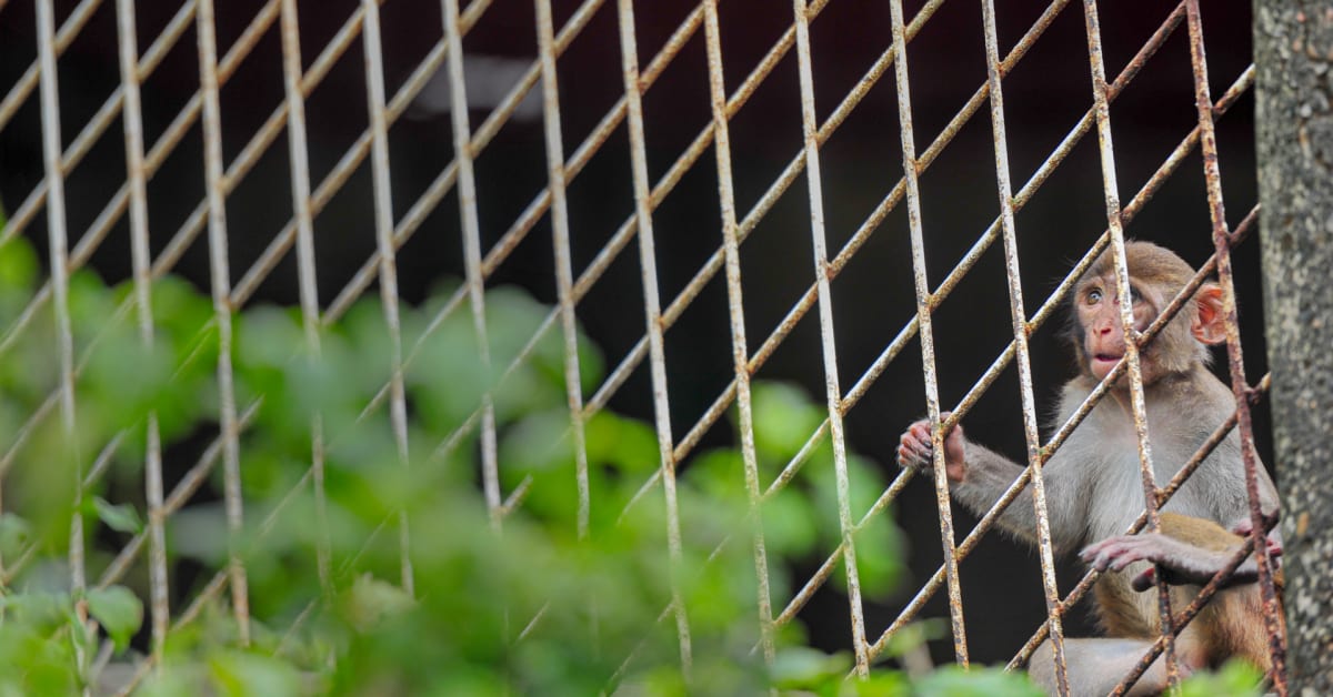 Search Underway for 40 Monkeys Who Escaped From South Carolina Research ...