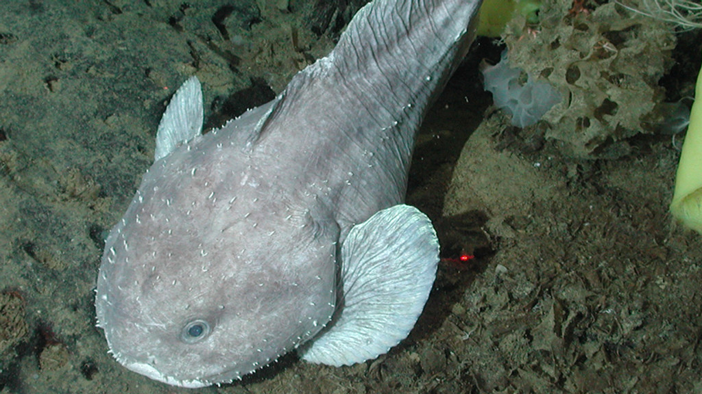 'Ugly Underdog' Blobfish Named As New Zealand's Fish Of The Year