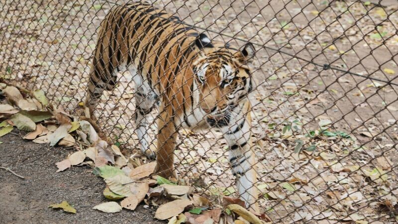 15 Animal Escapes from Zoos and Sanctuaries Around the World