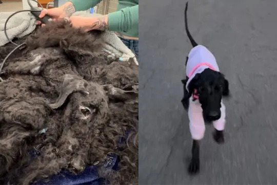 Severely Matted & Weak Dog Goes on Pleasant Short Walks in ...