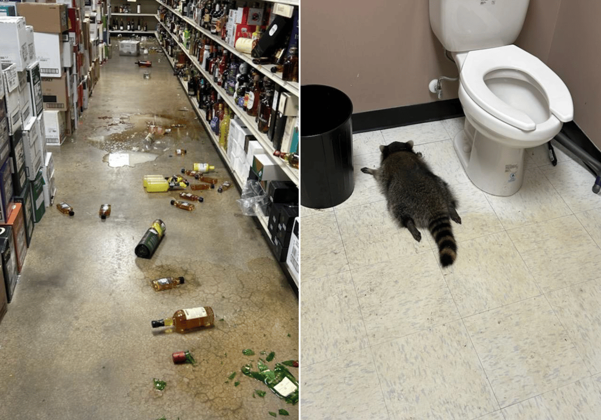 Drunk raccoon goes on the rampage in liquor store before passing out in ...