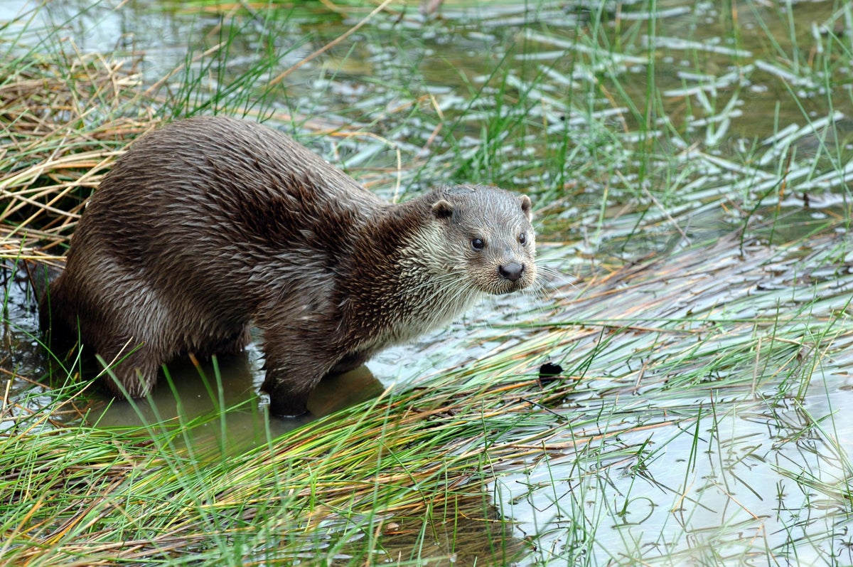 More eels, otters and water voles in London rivers as Sadiq Khan goes wild for nature - Yahoo ...