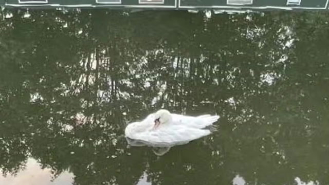 Cause of death revealed after dozens of swans and other birds die in ...