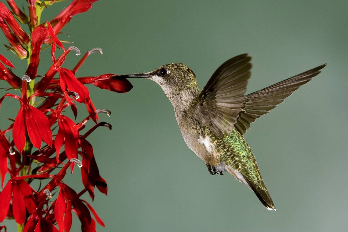 It’s hummingbird season in Texas. Here’s how to identify 9 species you ...