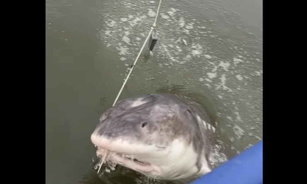 Giant river monster’s ‘insane jump’ takes Internet by storm - Yahoo Sports